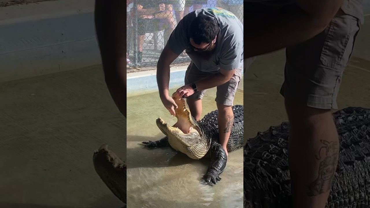 🐊🐊Alligator Show in the Everglades🐊🐊 #floridagators #alligator #travel ...