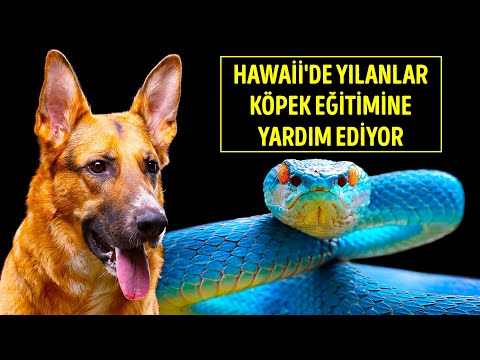 Hawaii’de Ülkeye Katkı Sağlayan Birkaç Yılan Dışında Hiç Yılan Yok
