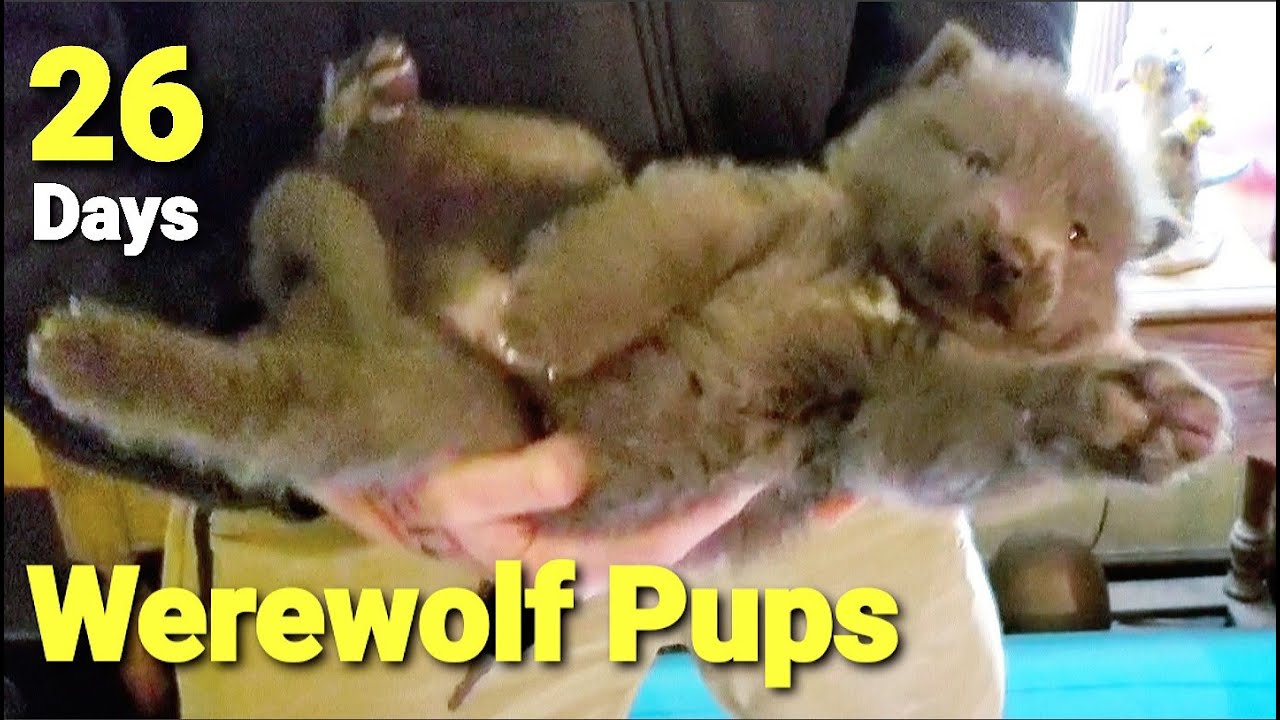 Werewolf Puppies Playing - 26 Day Old Lycan Shepherds - YouTube