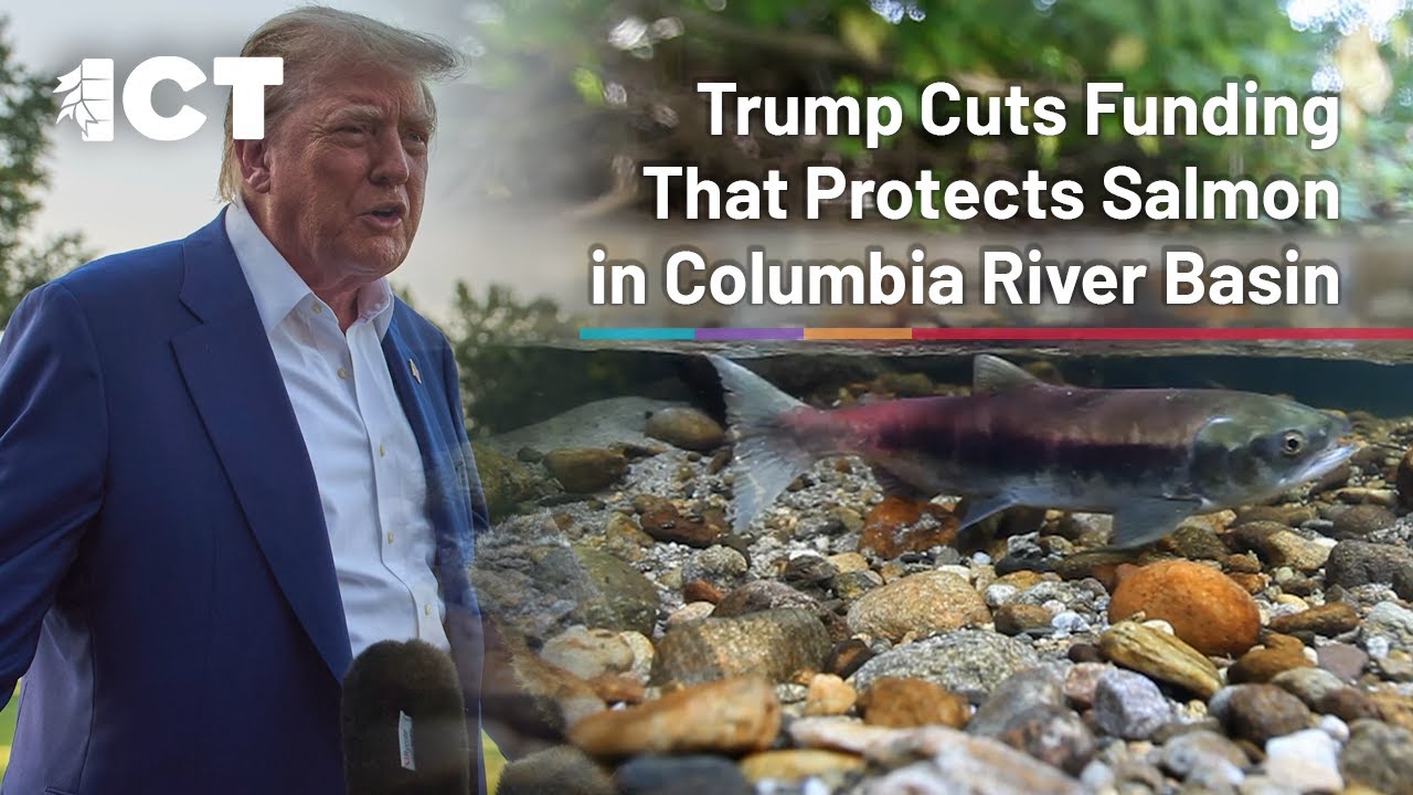 Trump Cuts Funding That Protects Salmon in Columbia River Basin - YouTube