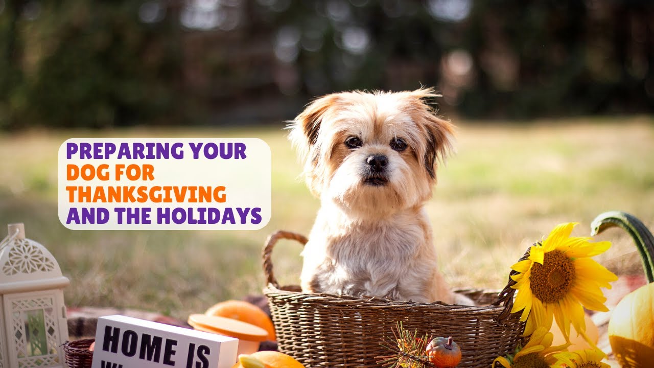 Preparing your Dog for Thanksgiving and the Holidays - YouTube