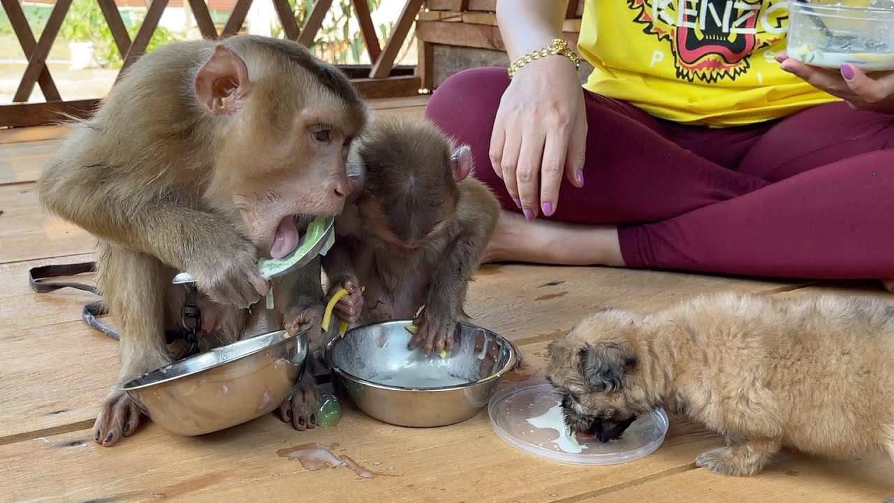 Wow ! Monkey DouDou & GiGi Eat Desert With Cute Puppy Very Delicious ...