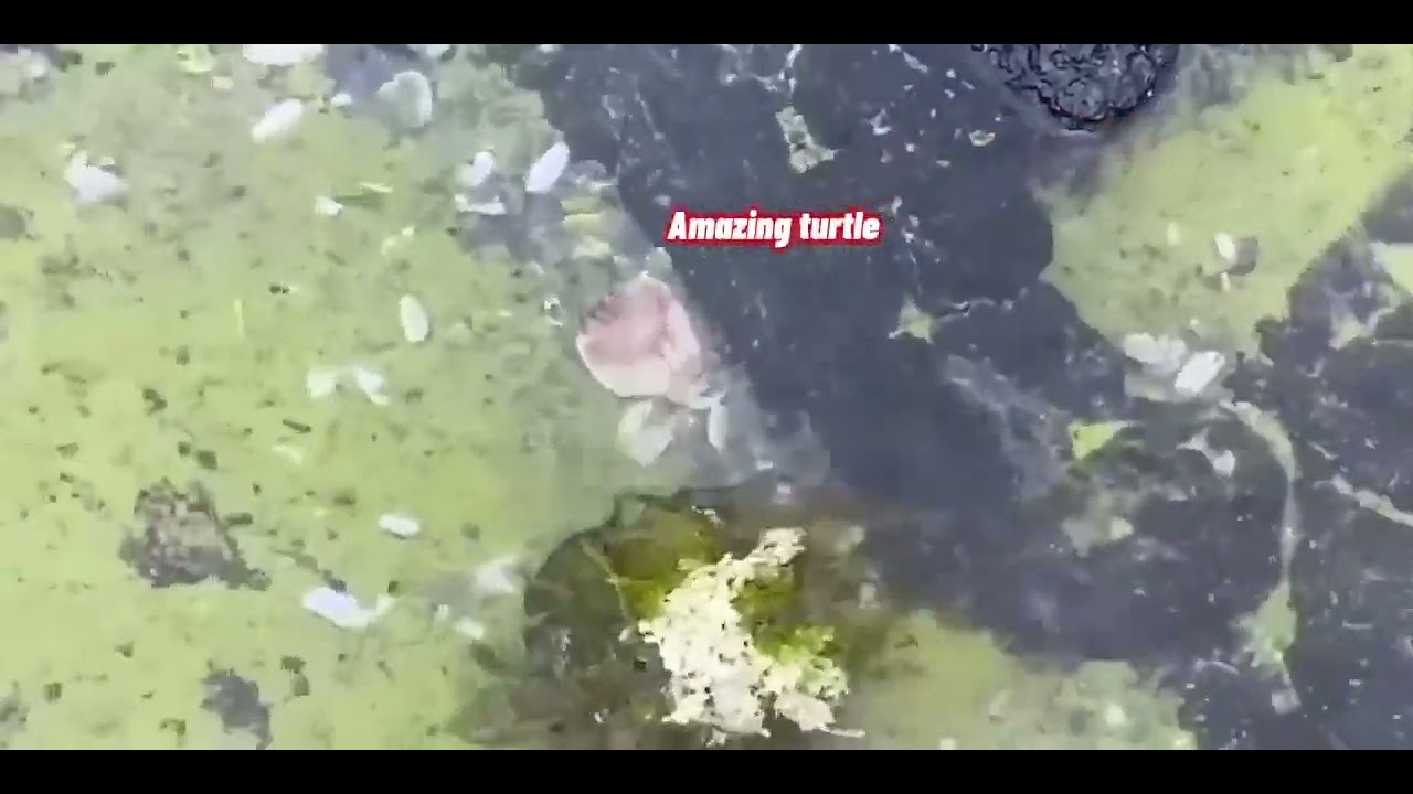 A HUNDRED YEAR OLD SEA TURTLE - YouTube