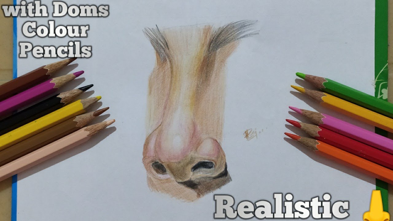 Drawing Realistic Nose with colour pencils - YouTube