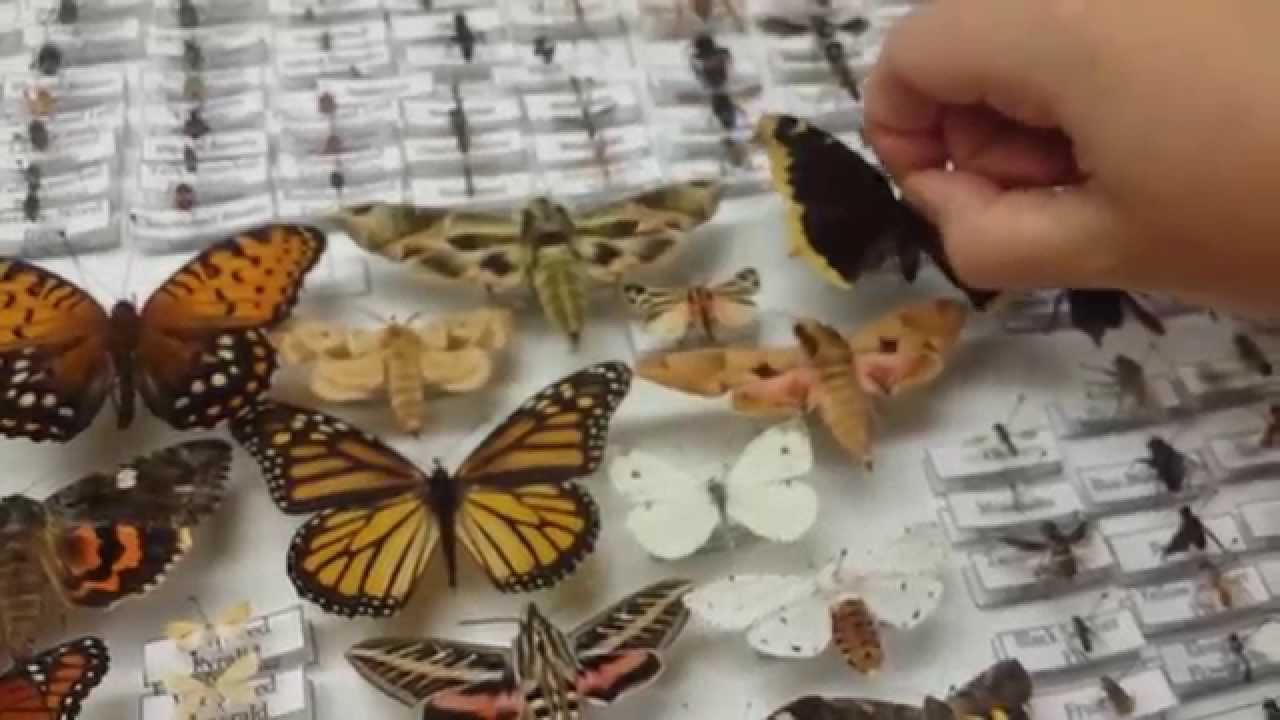 My Entomology Box (vid 1) - YouTube