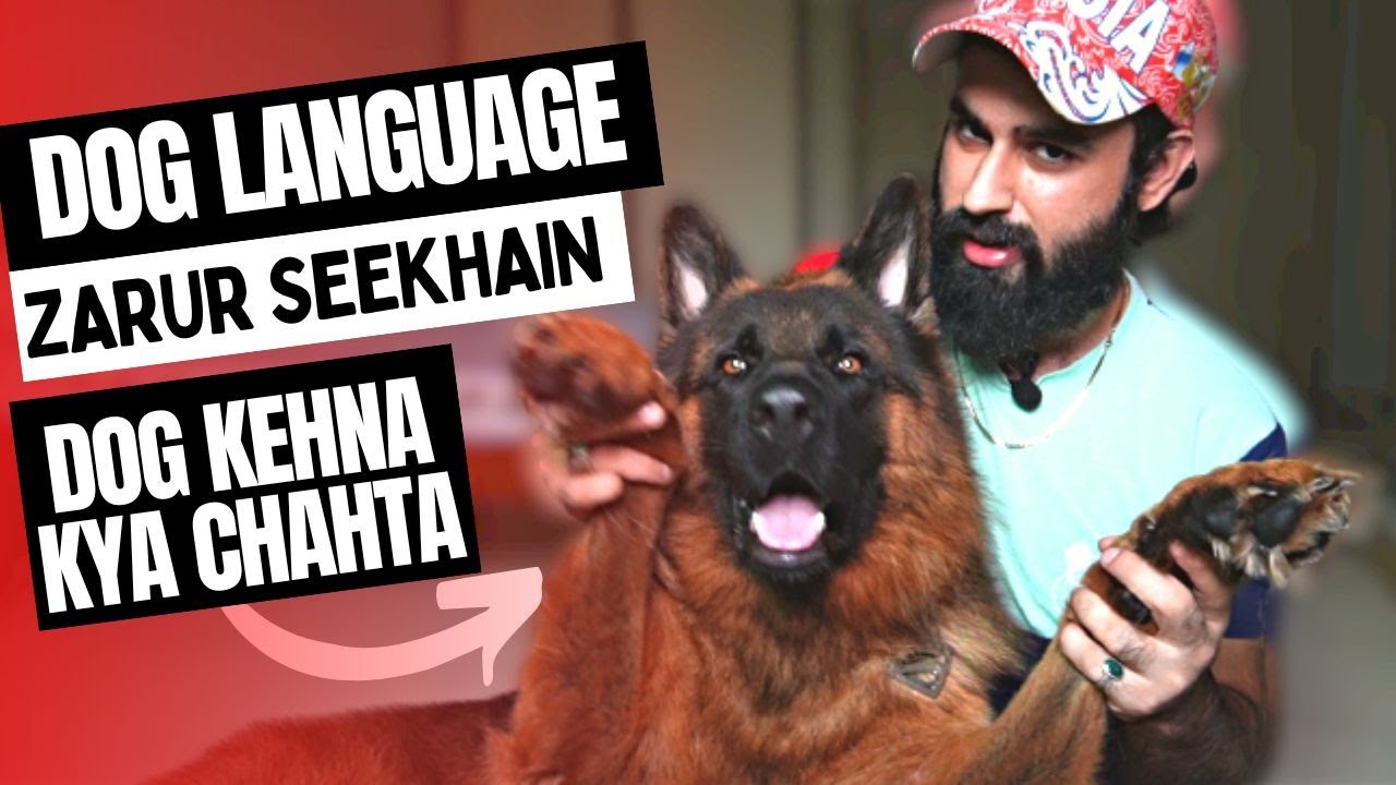 Dog Body Language || Dog Se Baat Karain - YouTube