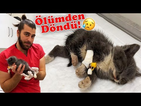 ARABA EZMİŞ! Ölümden Dönen Yavru Kedinin Yaşam Savaşı!
