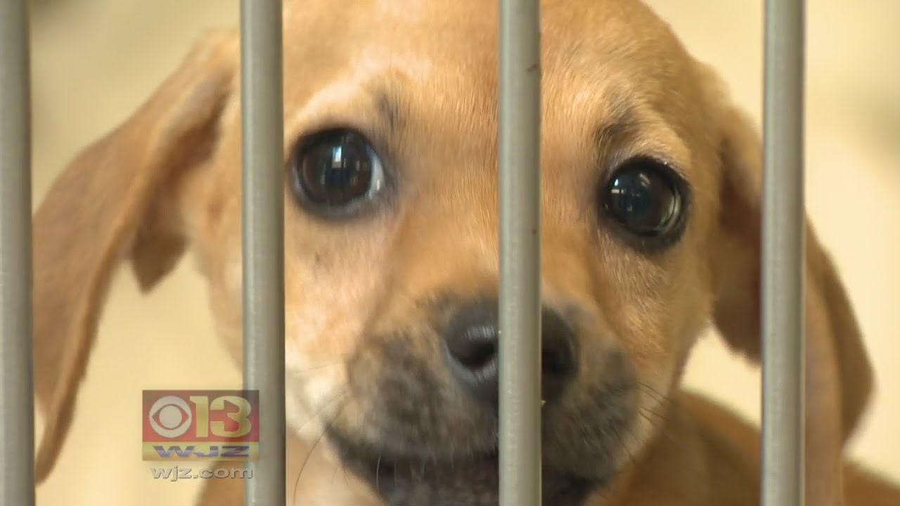 Maryland SPCA Takes In Puerto Rican Dogs That Survived Hurricane Maria ...