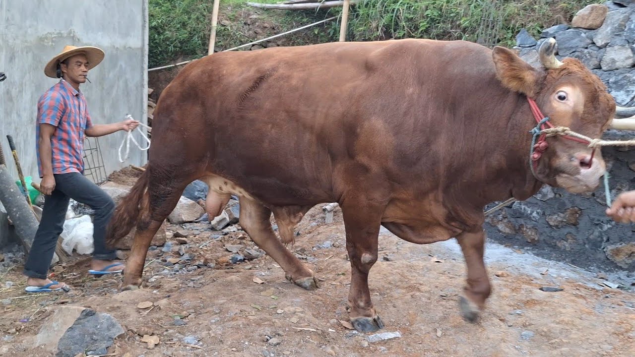 PROSES MUAT SAPI RAKSASA MENUJU BINTANG TANI FARM‼️ - YouTube