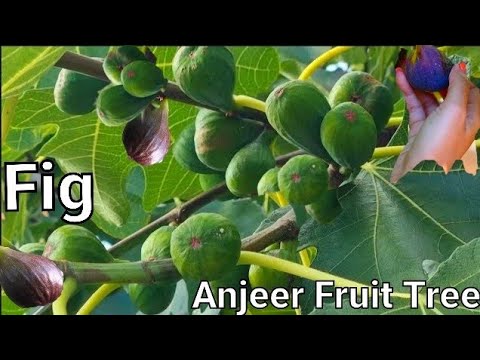 Fig Tree | Fig Fruit : Anjeer Fruit Tree - YouTube