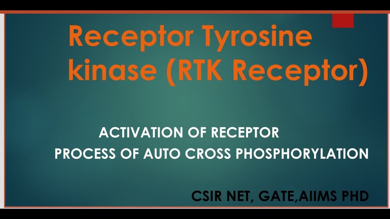 Receptor Tyrosine kinase (RTK receptor) | Auto cross phosphorylation ...
