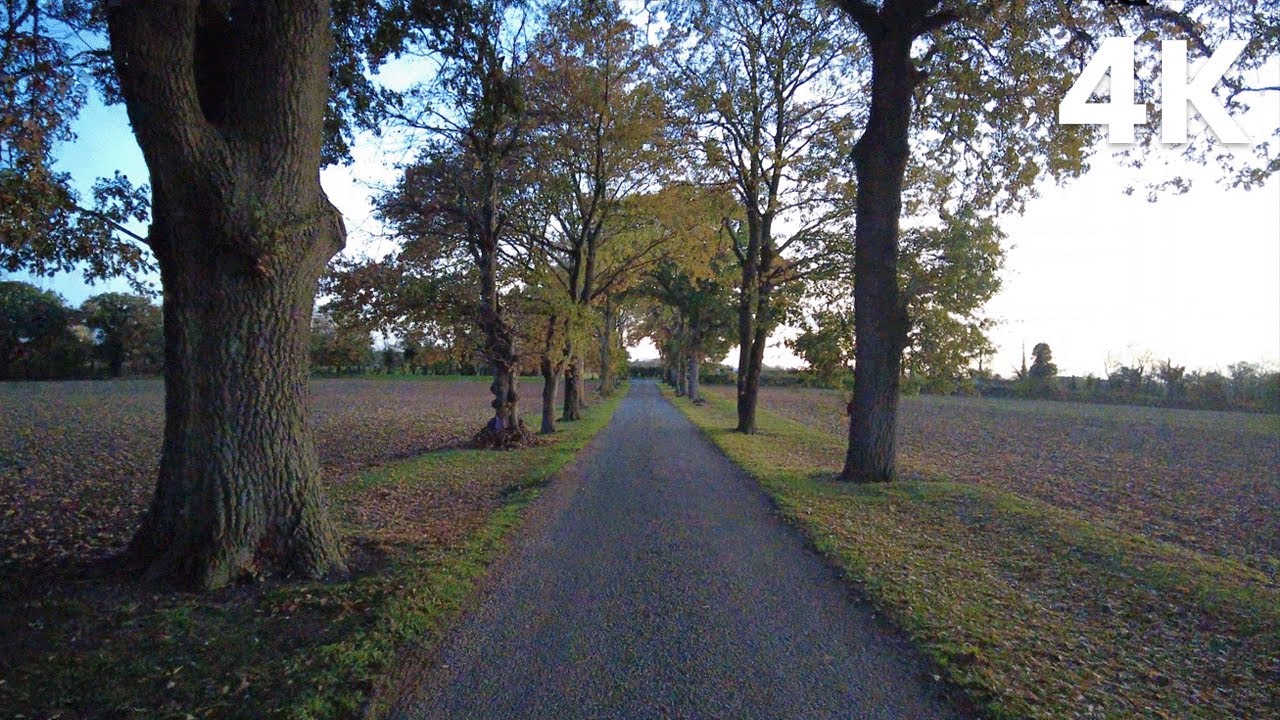 Sunset walk through a beautiful tree archway (Nature Visualizer) - YouTube