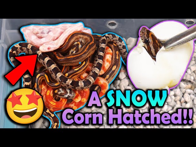 Baby Snow Corn Snake