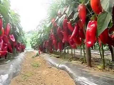 Proizvodnja paprike KAPTUR F1 2015 - YouTube