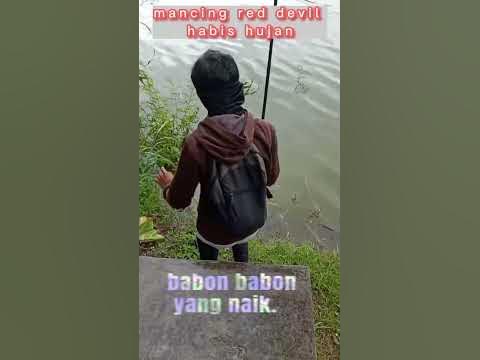 mancing ikan red devil di waduk sermo. mancing anti boncos. #mancingikan #mancing #shorts #short ...