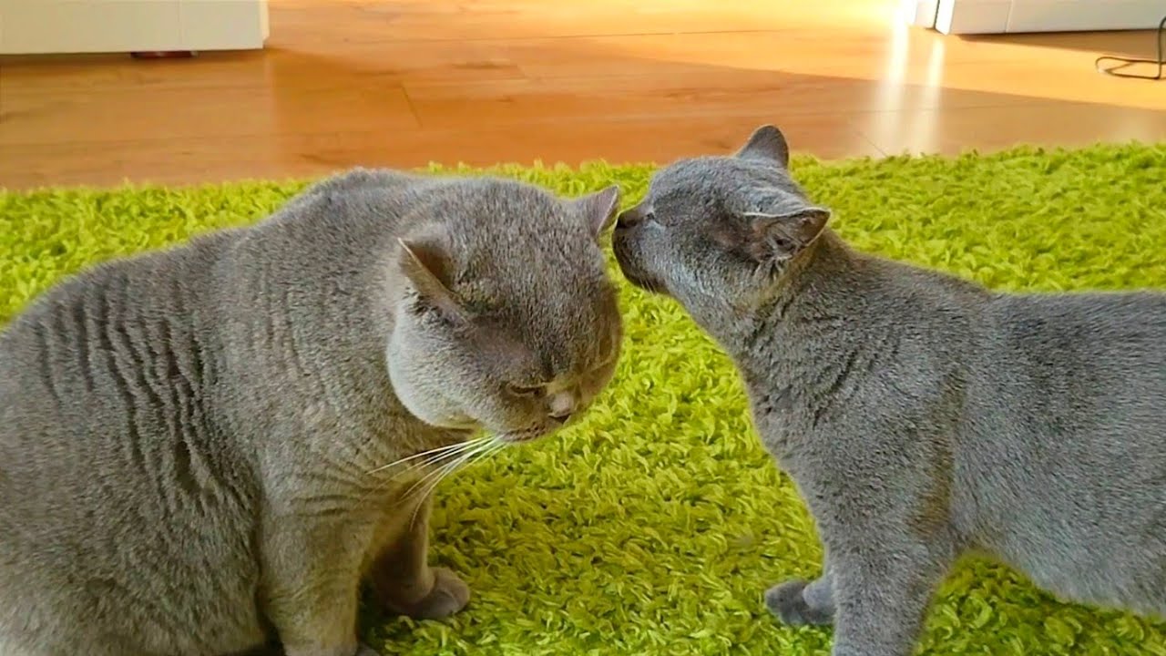 Cuddle Fight Kiss - YouTube