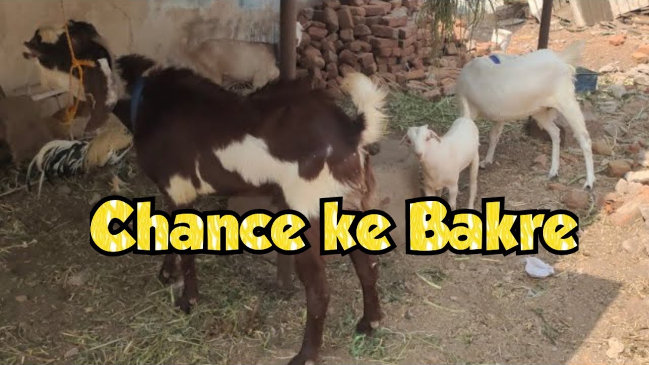chance ke bakre bakriya in Hyderabad madanapet mandi | saste bakriya ...