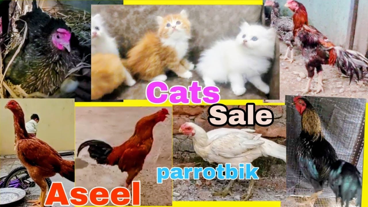Aseel, Parrot beak , Persian cat's for sale in Hyderabad ️ - YouTube