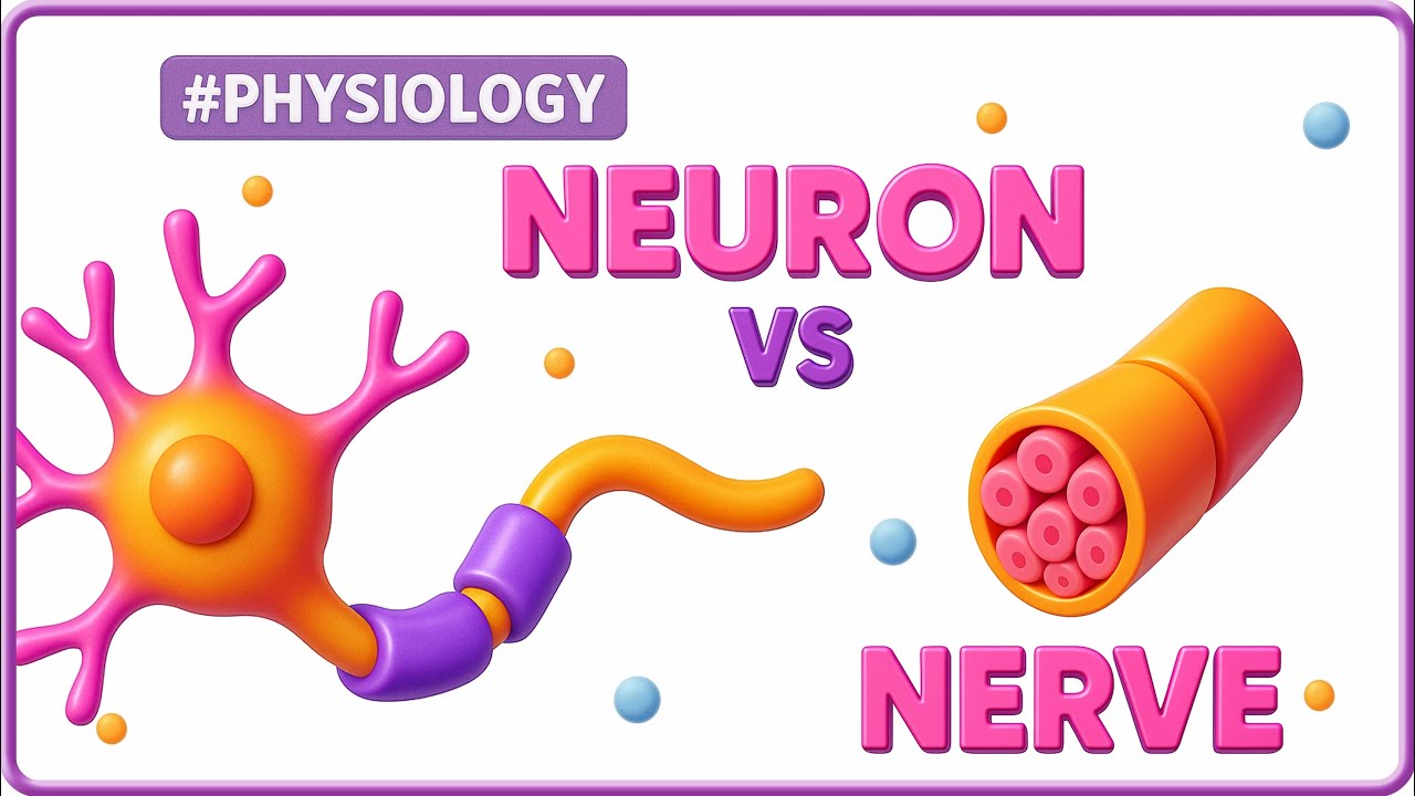 5. Neuron vs Nerve | Basic Differences, Structure & Functions | NEET PG ...