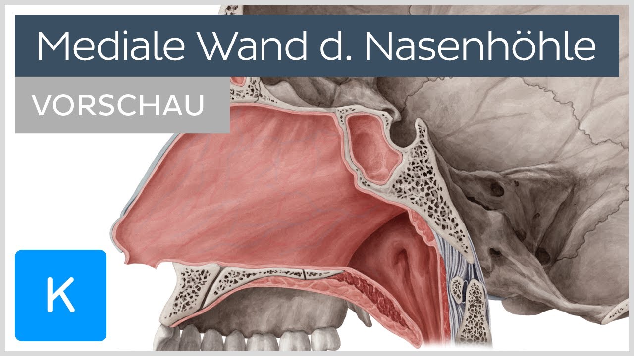 Nasenhöhle: Aufbau der medialen Wand (Vorschau) | Kenhub - YouTube