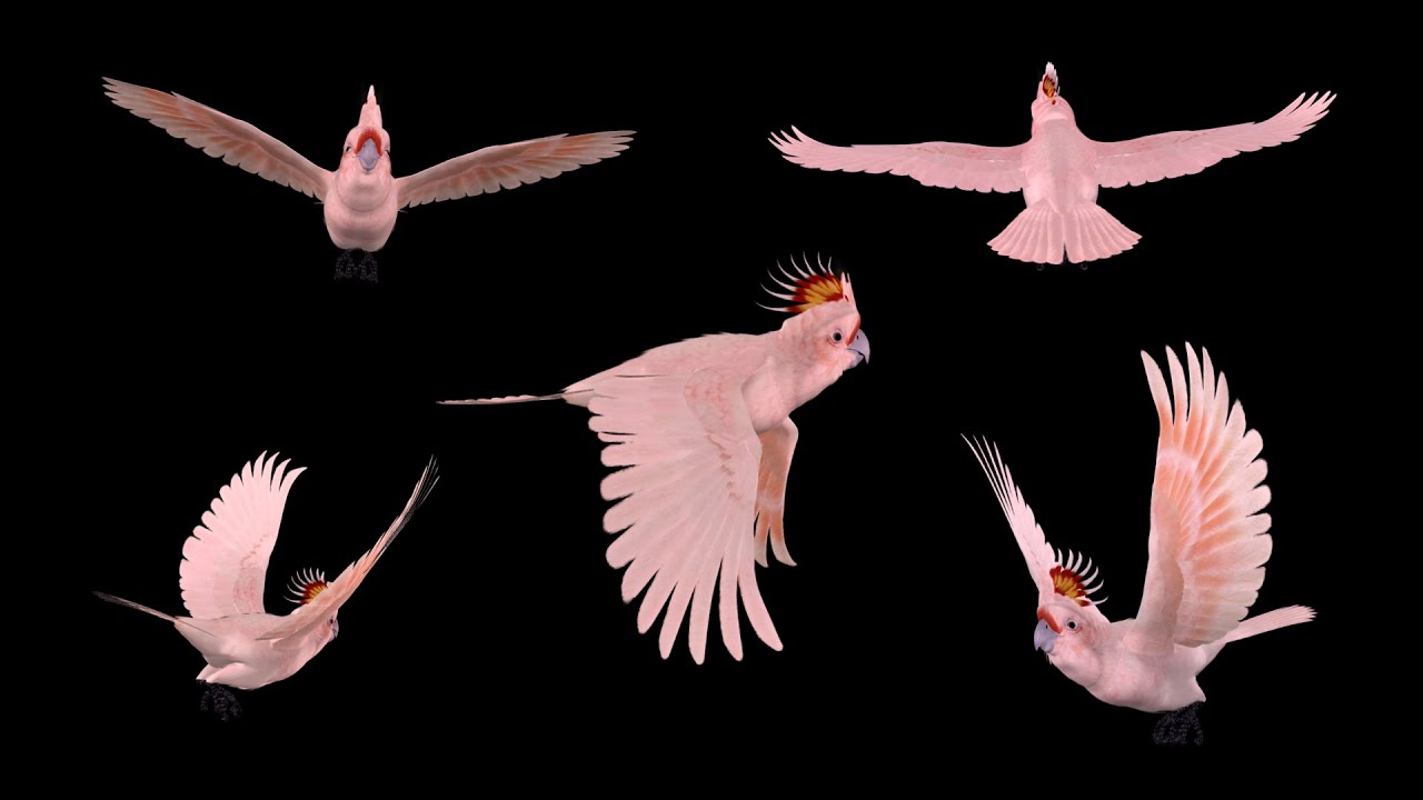 Pink Parrot - Mitchell's Cockatoo - Flying Loops and Transitions - YouTube