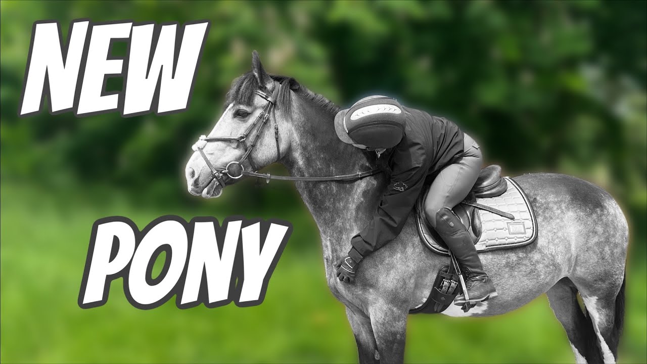 MEET MY NEW HORSE - YouTube