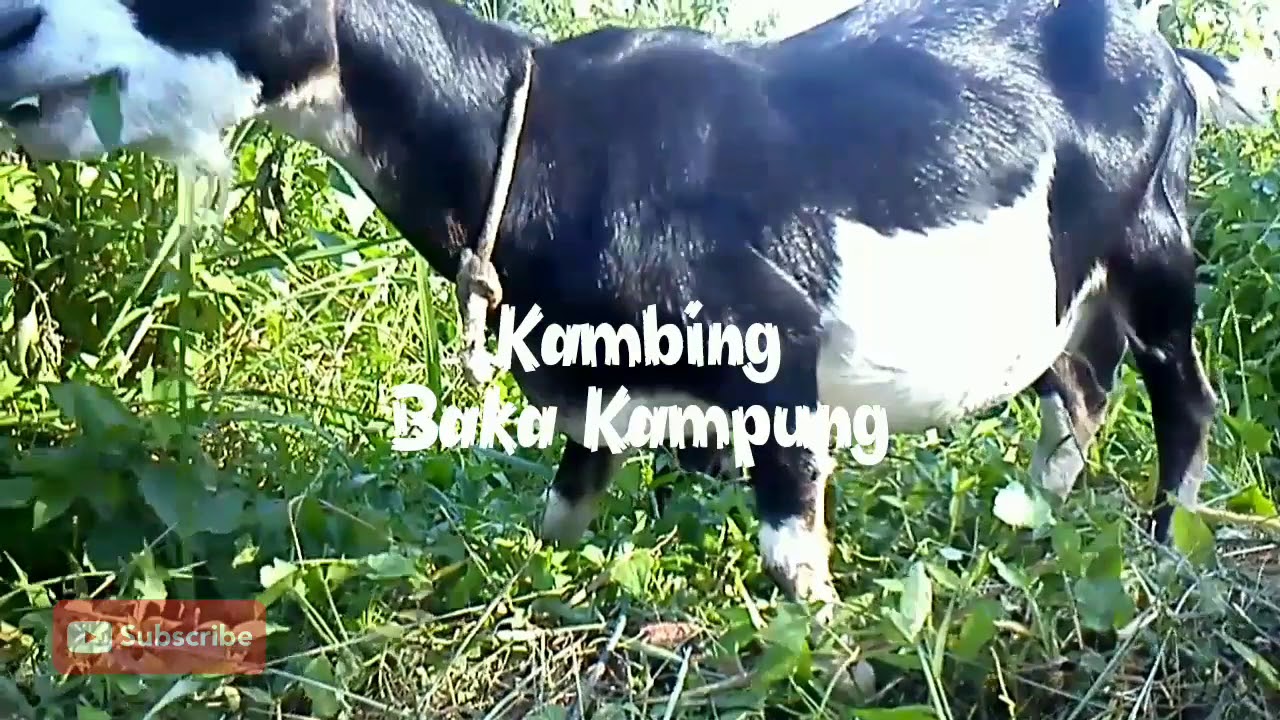 Kambing Baka Kampung # Goat - YouTube