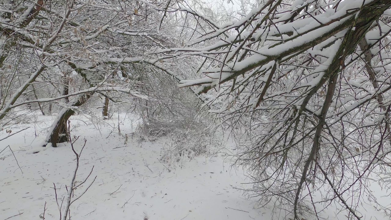 Winter Landscape Sounds of Falling Snow in the Forest 4K UHD - YouTube