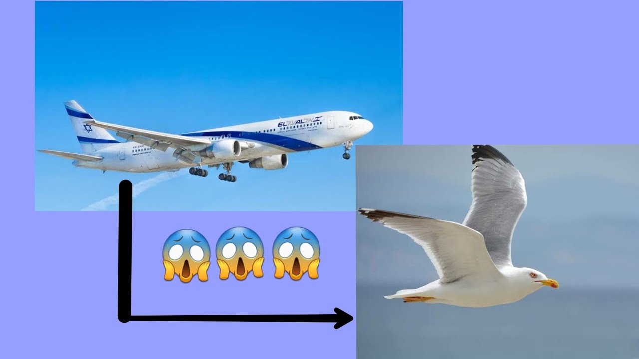| The plane began to act like a bird | Animation 🤣🤣 - YouTube