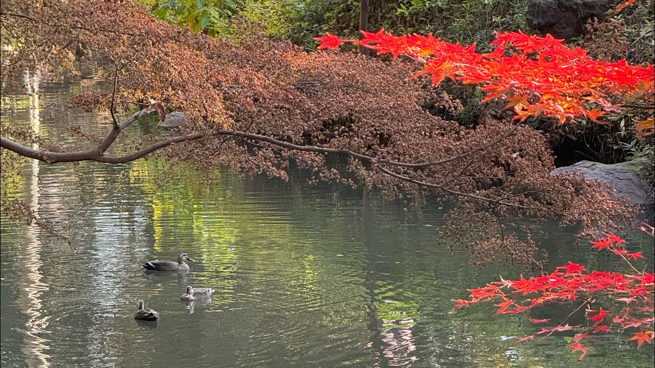 Autumn leaves today in Rikugien Garden 🍁 - YouTube
