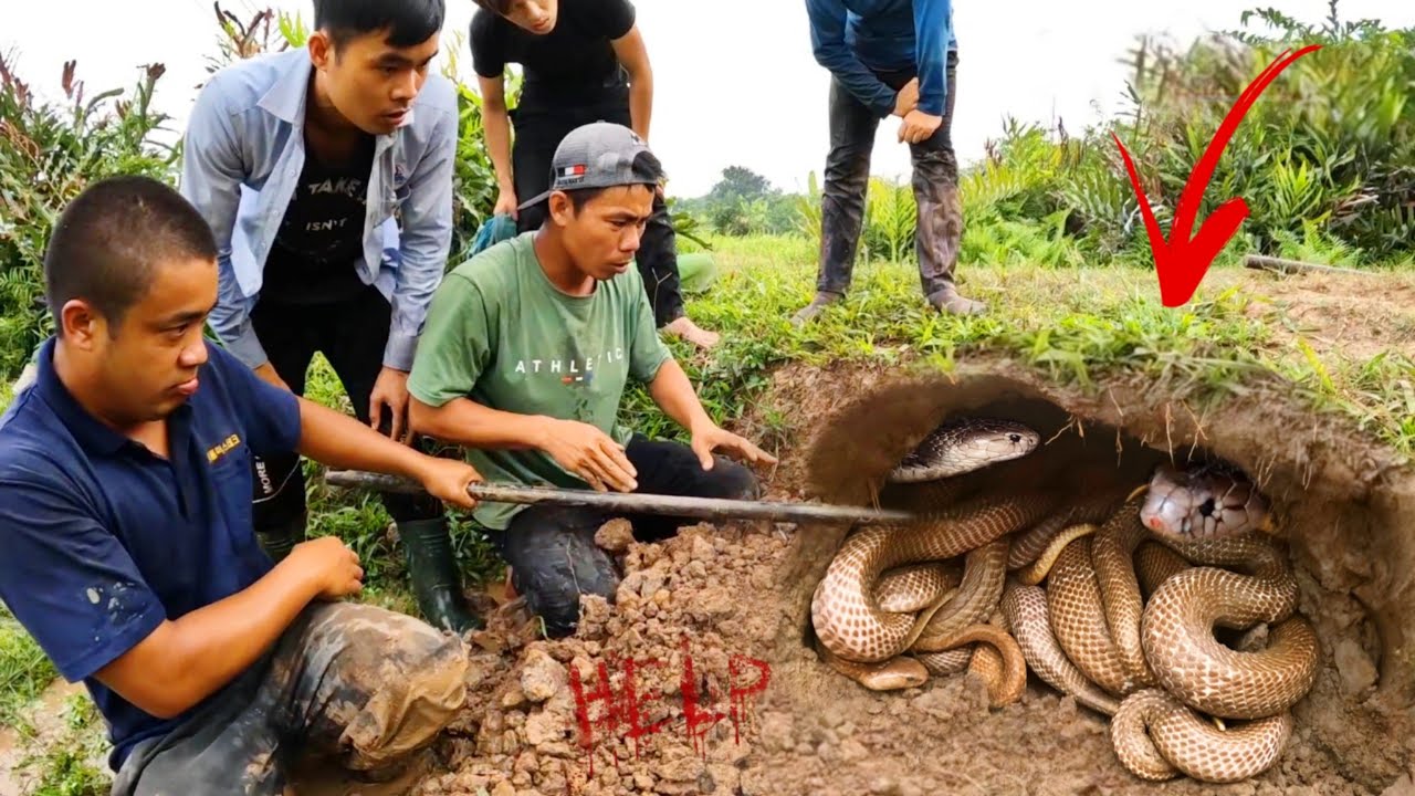 Brave Experts Catch 100 Giant Snakes By Hand - YouTube