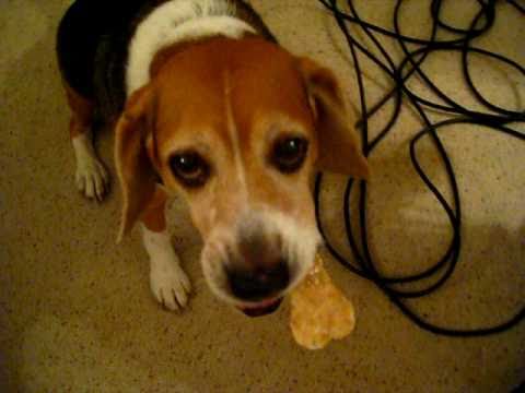 Beagle Growling - YouTube