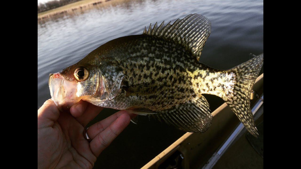 Fishing Minnesota Panfish & Report - Finally get some warm weather ...
