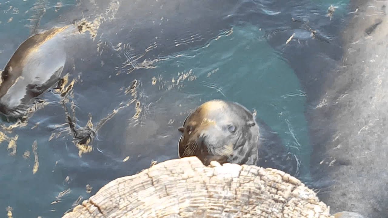 Feeding Sea Lions Up close - YouTube