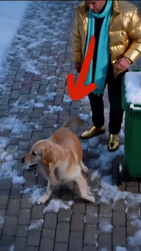 Watch What This Golden Retriever Did For A Homeless Man 😭#dog # ...