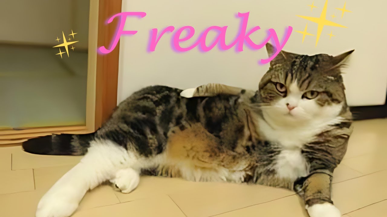 𝓕𝓻𝓮𝓪𝓴𝔂 Meme Compilation (2024) - YouTube