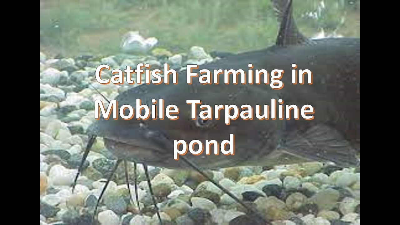 Fish farming in poly pond at home with #Rainwater - YouTube