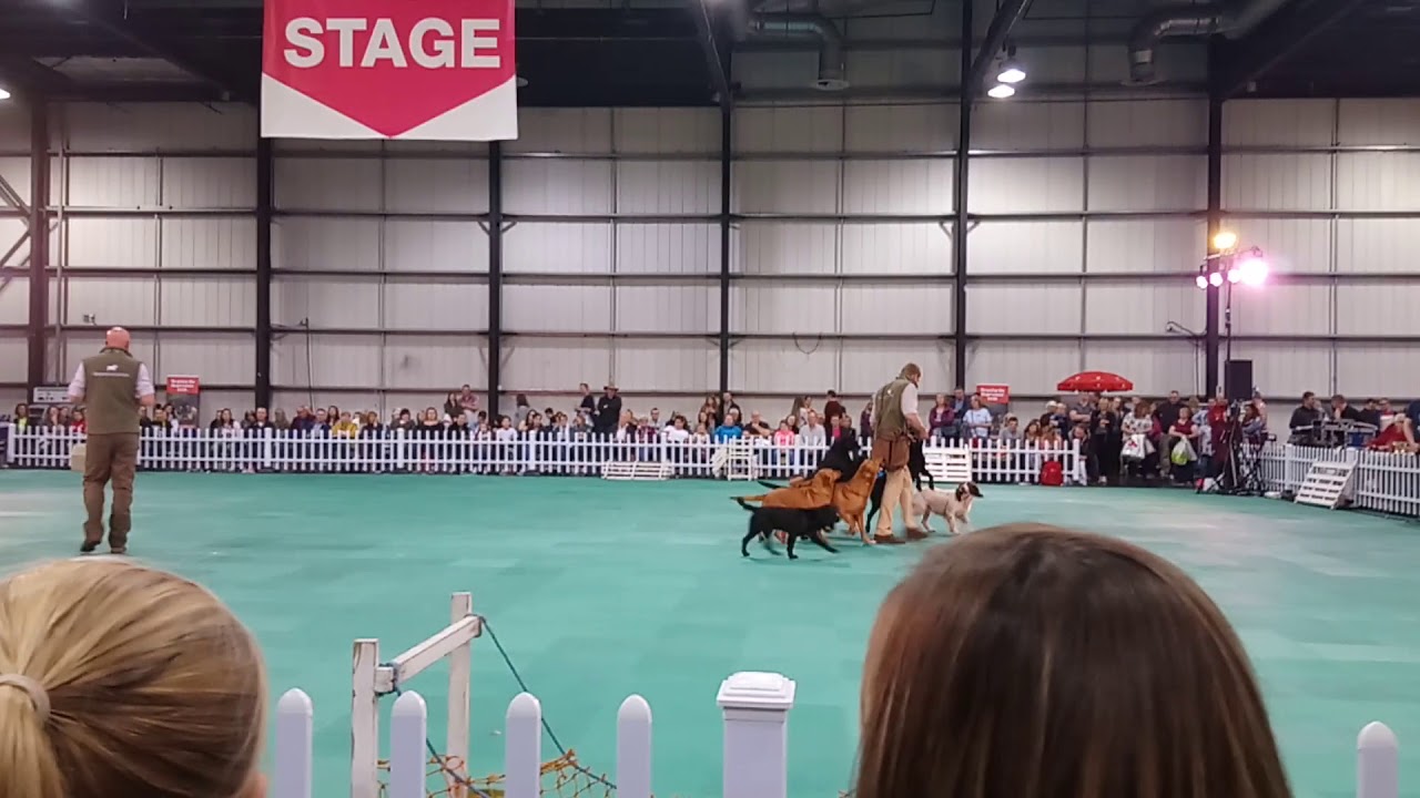 Mordor dogs - gundog training - YouTube