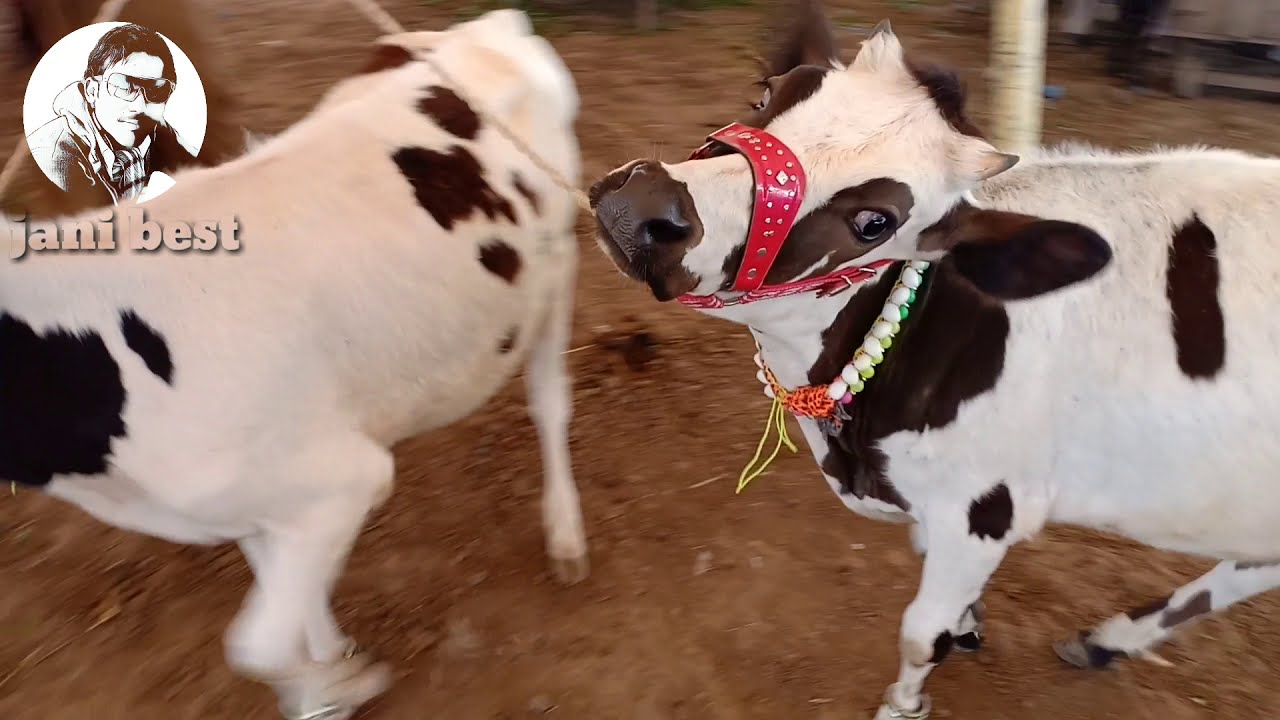 Top quality Hf calf / heifer's for sale - YouTube