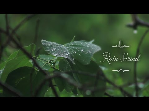 Yağmur, Orman ve Doğa Sesi - 1 Saat | Rahatlatıcı Müzik Sesleri