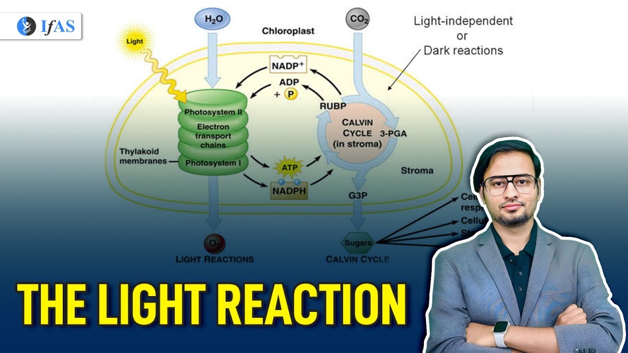 The Light Reaction | Target CSIR NET Life Science June 2024 | IFAS ...