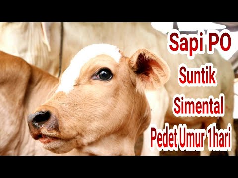Hasil kawin suntik sapi PO di beri bibit Simental gak kalah sama Simental asli