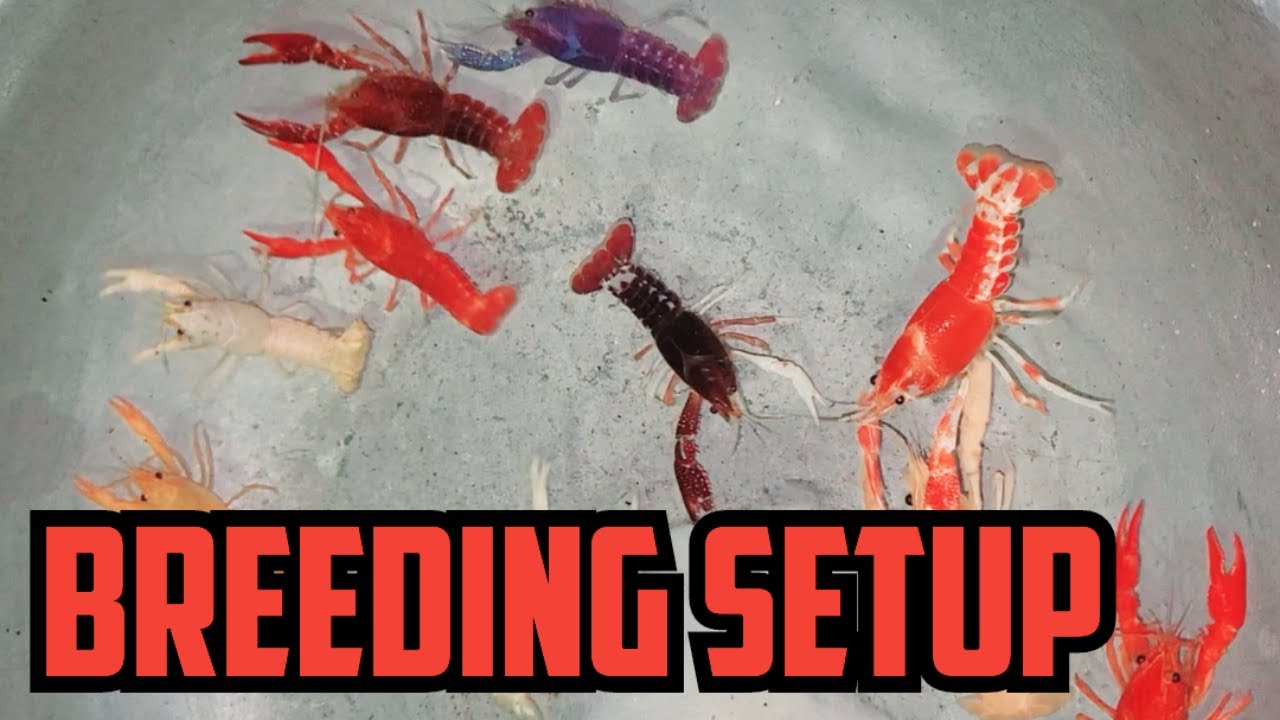 Lobster Breeding Setup - YouTube