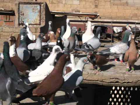GÜVERCİN  URFA .wmv