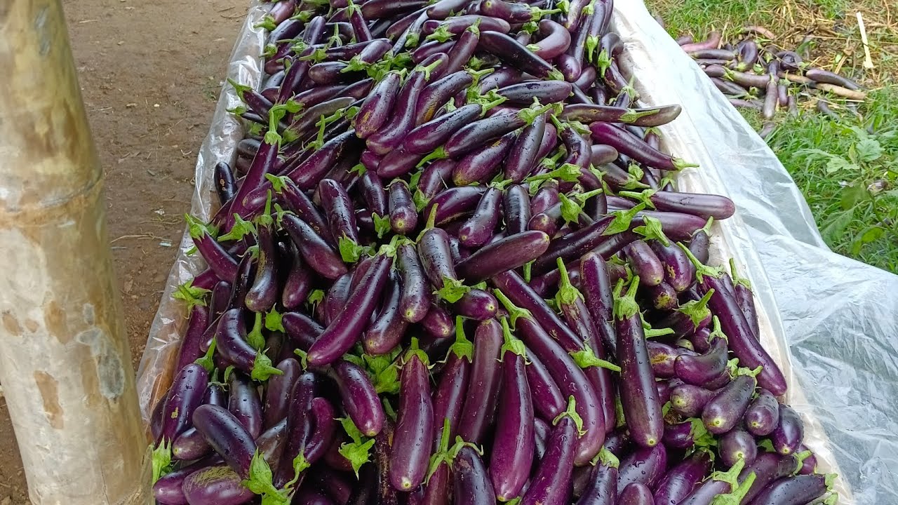 Talong 18th harvest || calixto f1 || Ampalaya 17th harvest || galaxy ...