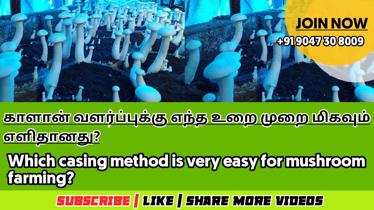 How to prepare casing soil and which one is best soil or coco peat for ...