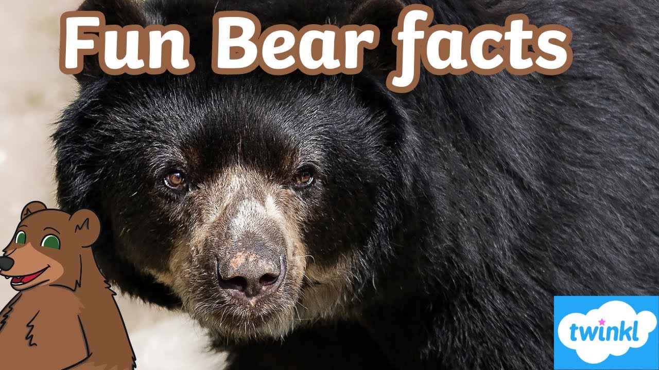 Fun Facts About Bears ! | Educational Videos For Kids - YouTube