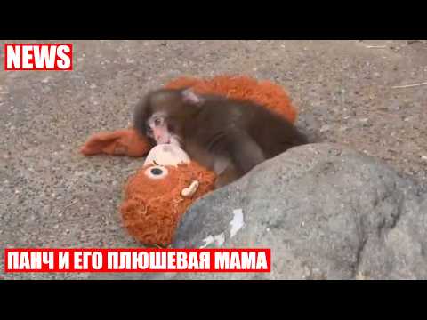 Игрушка заменила маму обезьянке в Японии