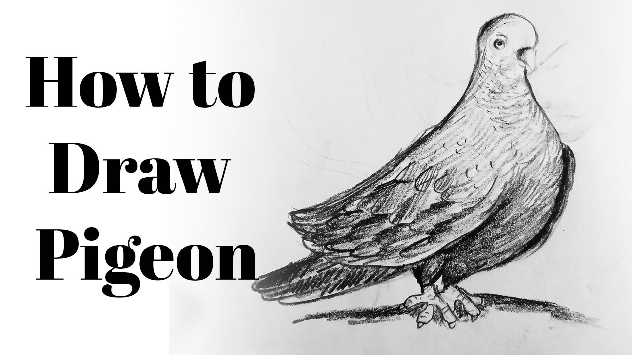 How to draw a Pigeon with charcoal Pencil - YouTube