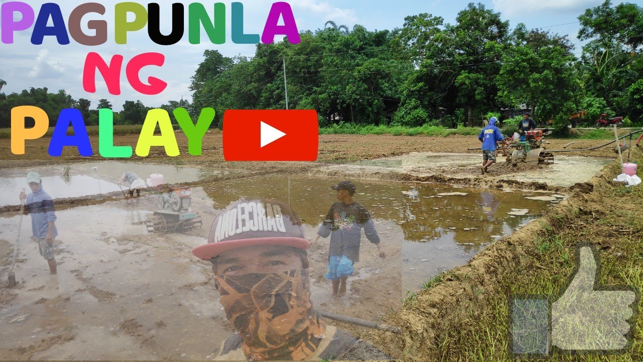 Paano Ang Pagpupunla Ng Binhing Palay(day1) + Deliver Ulit- AMPOL TV ...